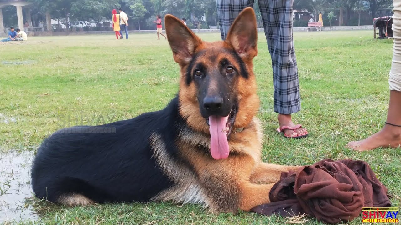 Children Play Game with German Shepherd dog in park - YouTube