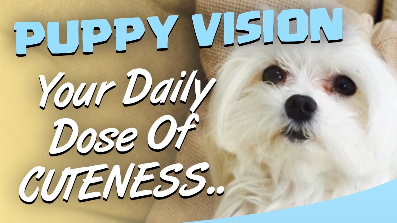 Puppy Vision. - YouTube