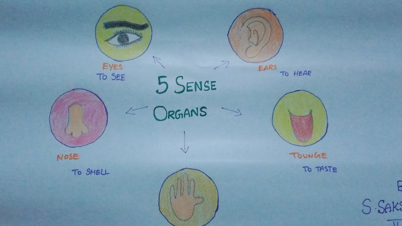 5 Sense organs/chartwork for EVS activity#2024#easychartwork#evs# ...