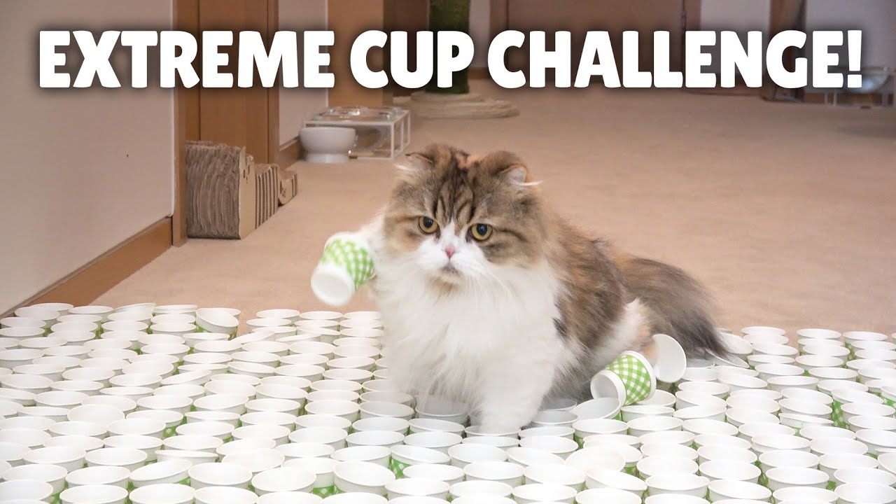 Extreme Cup Challenge! Can My Cats Cross the Course? | Kittisaurus - YouTube