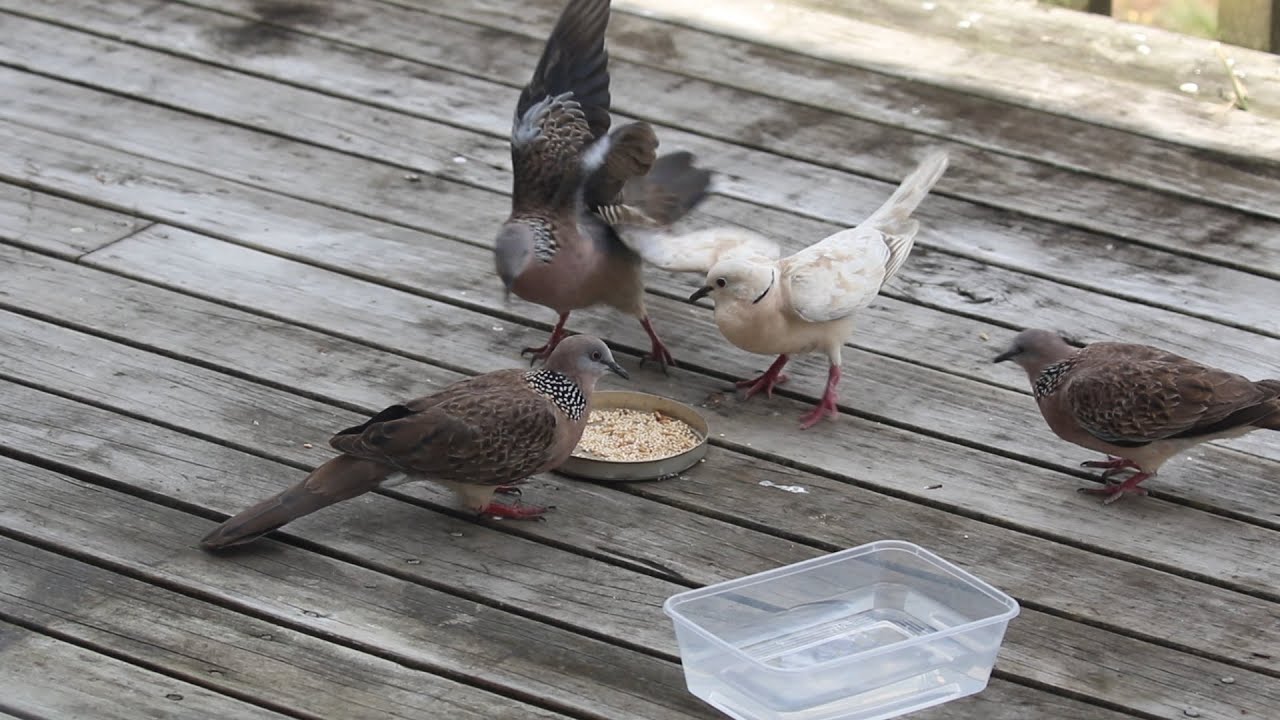 Ring-necked Dove Dominates: Chasing Off Three Spotted Doves! - YouTube