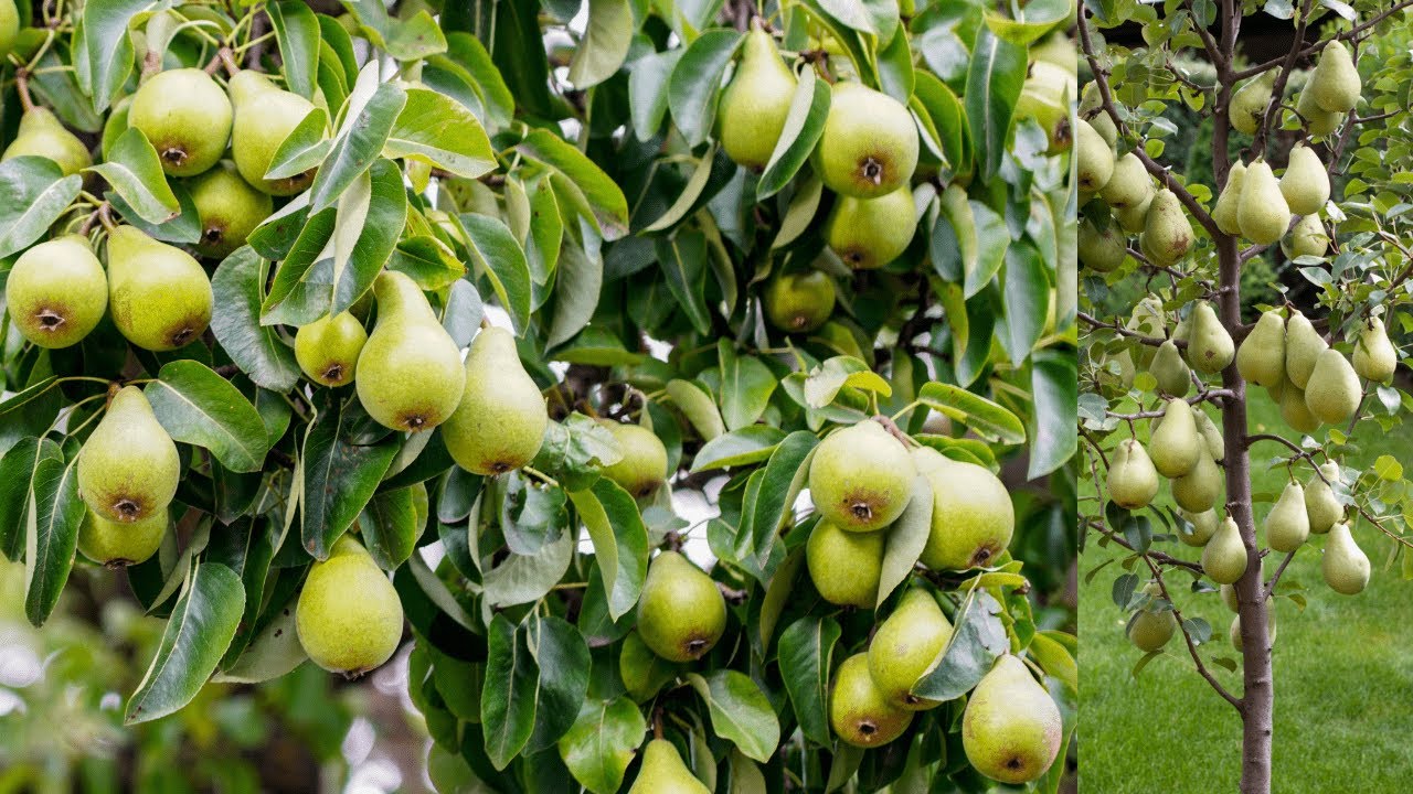 Growing Pears | Tips for Successful Pear Farming - YouTube