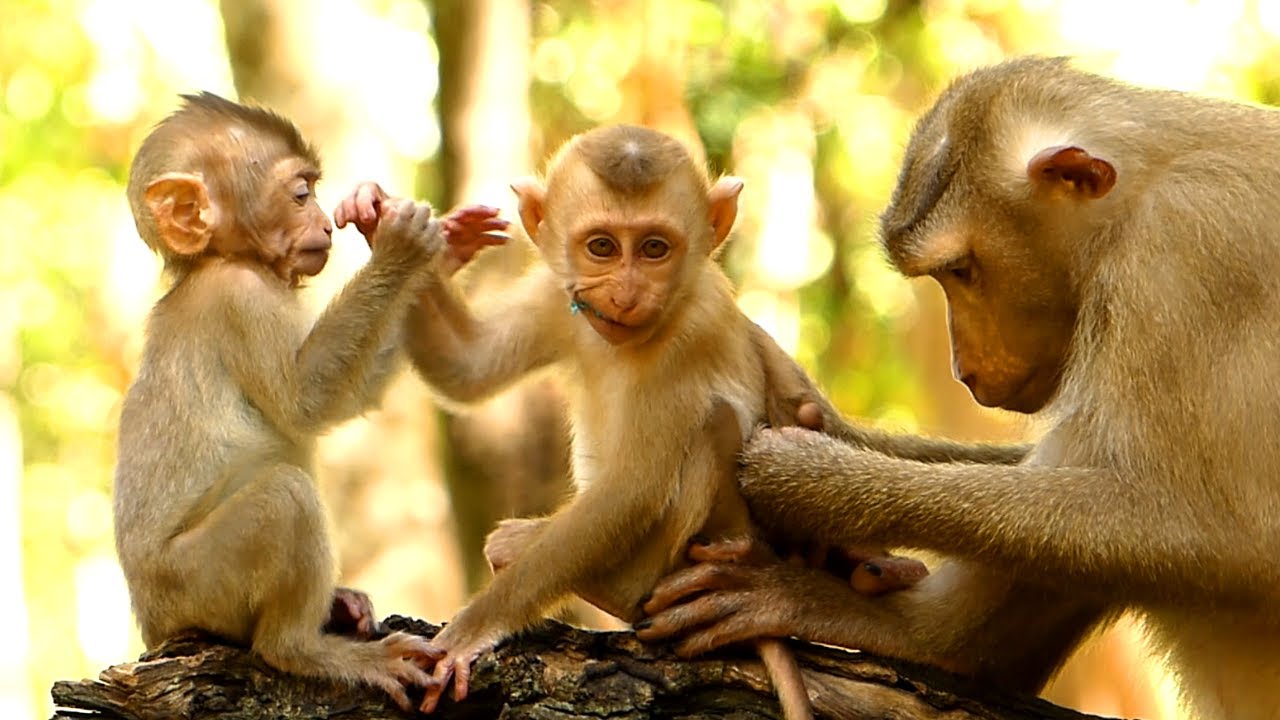 Wildlife babies Rainbow feelin disappointed jealous with little girl ...