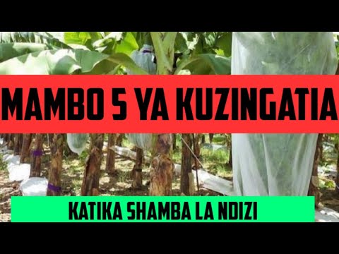 USIYOYAJUA Kilimo Cha Migomba//Mambo Muhimu 5 Kuzingatia - YouTube