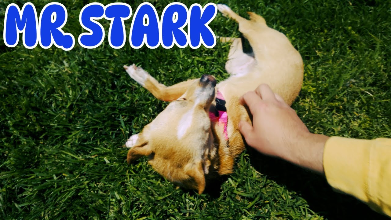 Let's Meet Mr. Stark Slow - Mo - YouTube