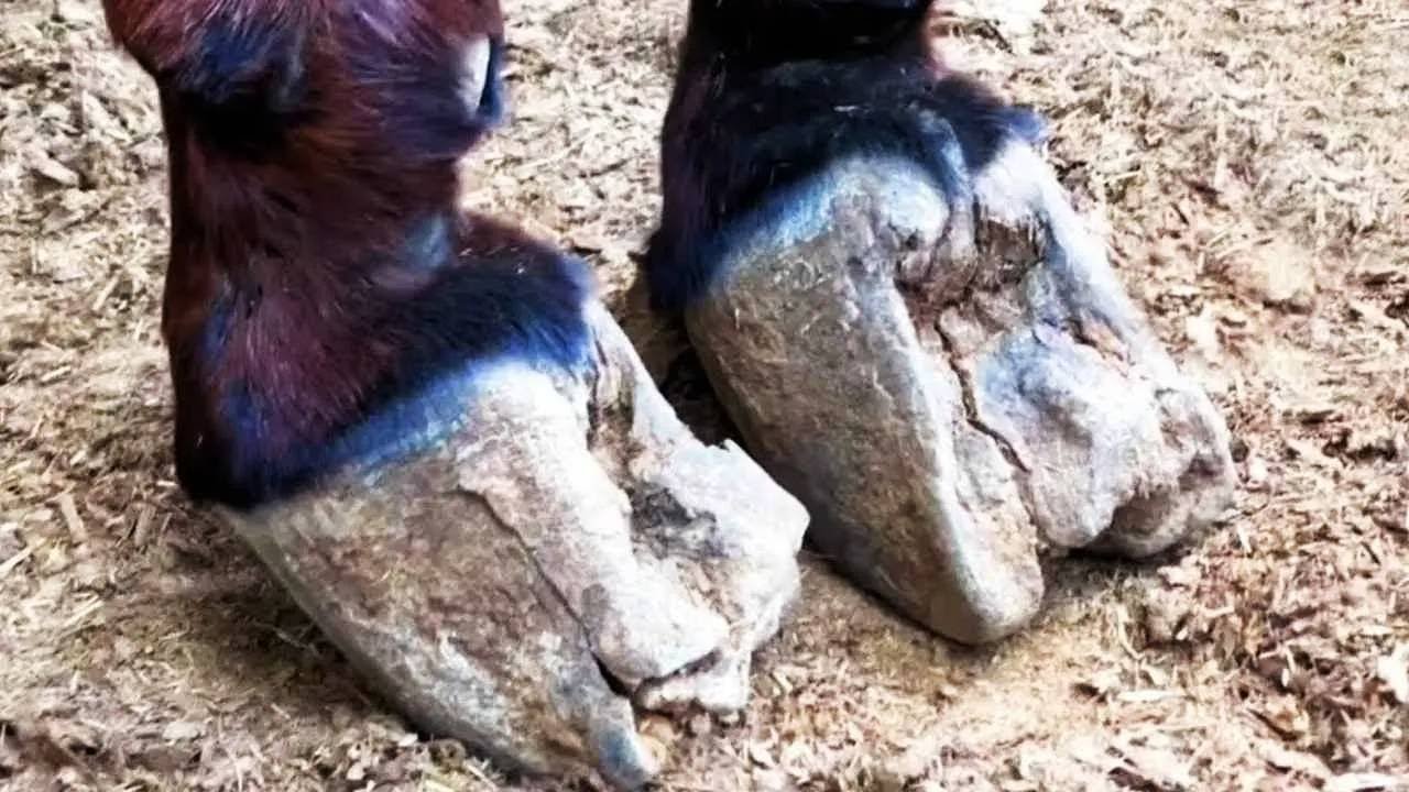 Save the forgotten animals丨ASMR丨Donkey hoof cutting sound - YouTube