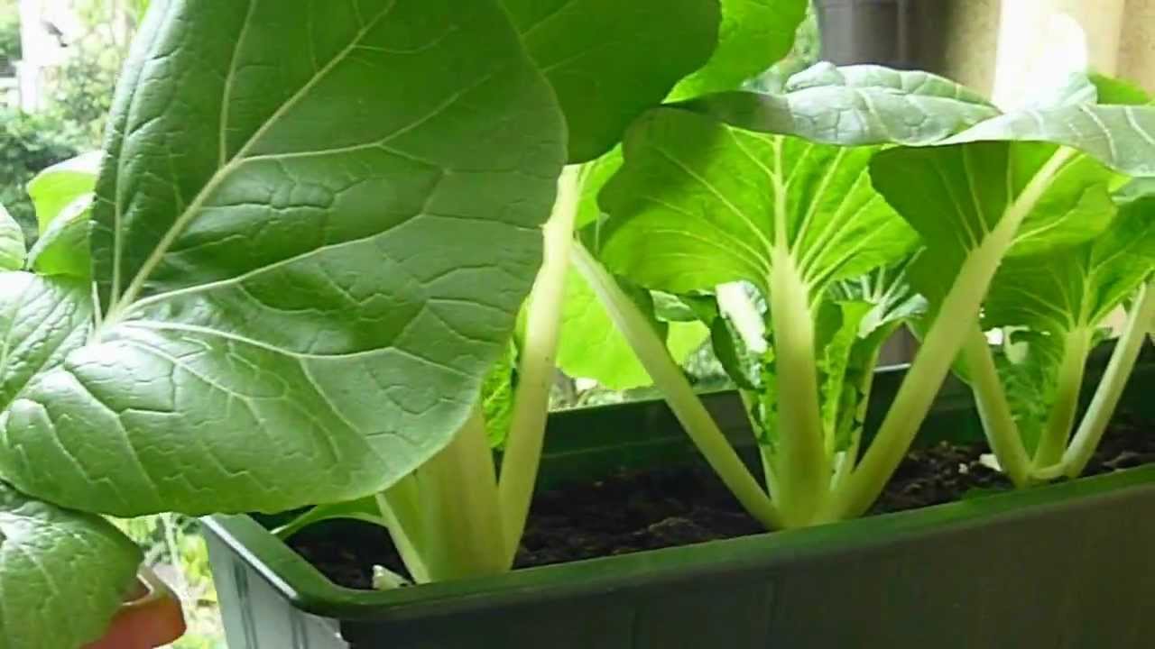 2012Growing pakchoi (petchay)in a container at my balcony (1) - YouTube