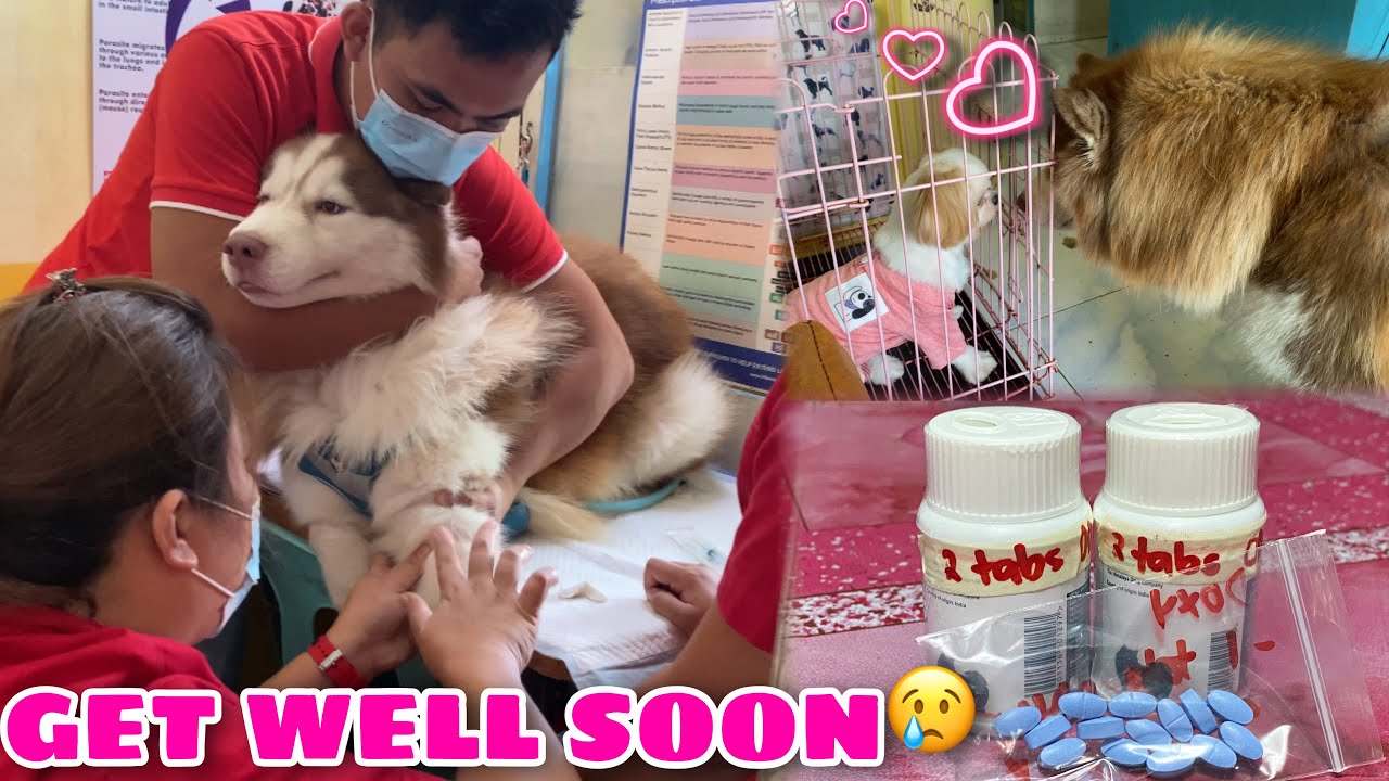 Something’s Wrong With Hercules! | We Took Him To The Vet | Husky Pack ...
