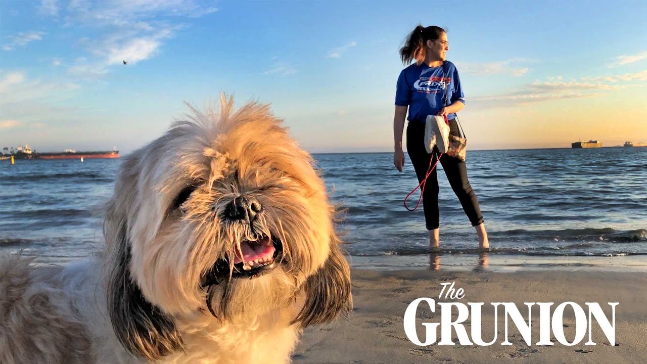 The One And Only Rosie's Dog Beach In Long Beach! - YouTube