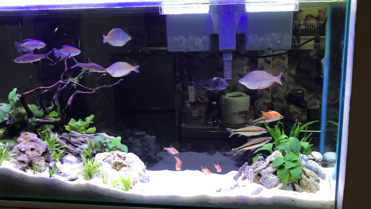 Aquarium dinding aquascape mungil 100 x 25 x 50cm (Bhayangkara Aquarium ...