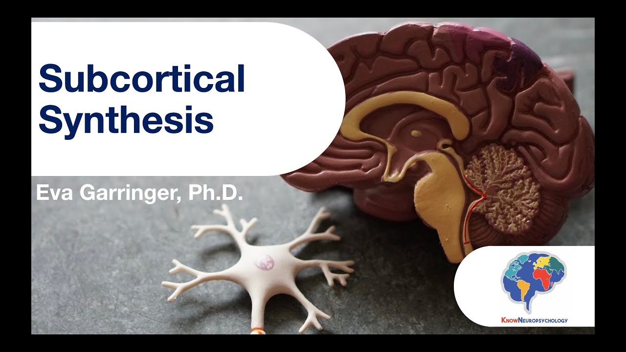 Subcortical Synthesis - YouTube