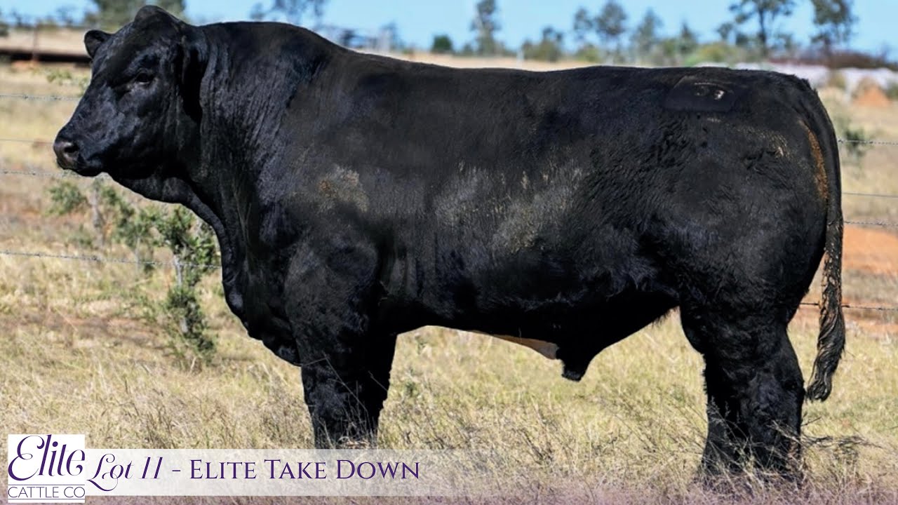Lot 11 Elite Take Down (PP) - YouTube