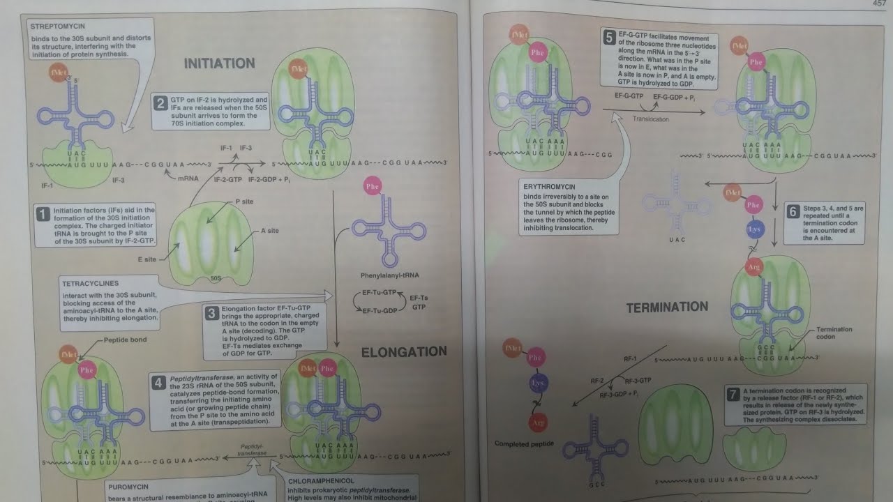 Translation In Prokaryotes - BIOCHEMISTRY - YouTube