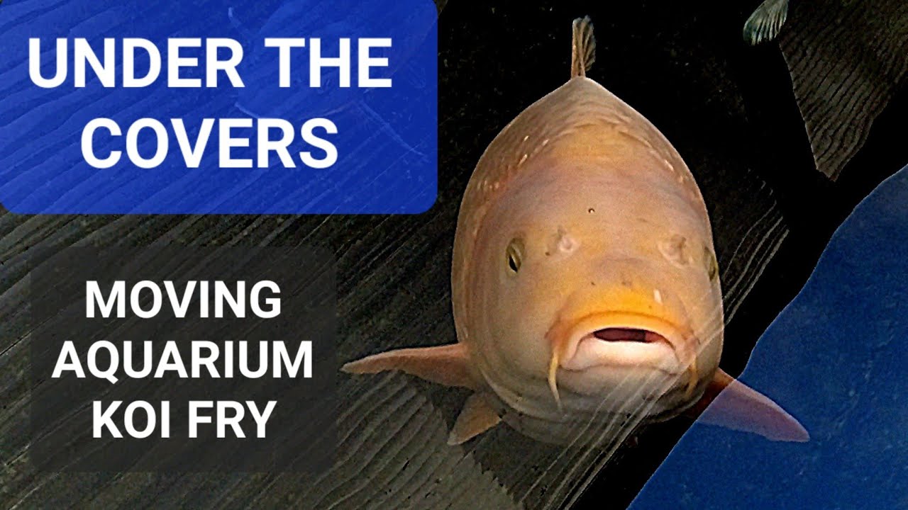 Check under the covers & Time to move the aquarium fry (WINTER KOI POND ...