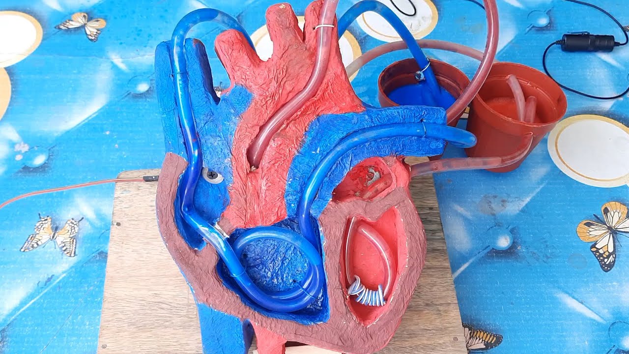 Human heart working model || Working Model of heart || heart working ...