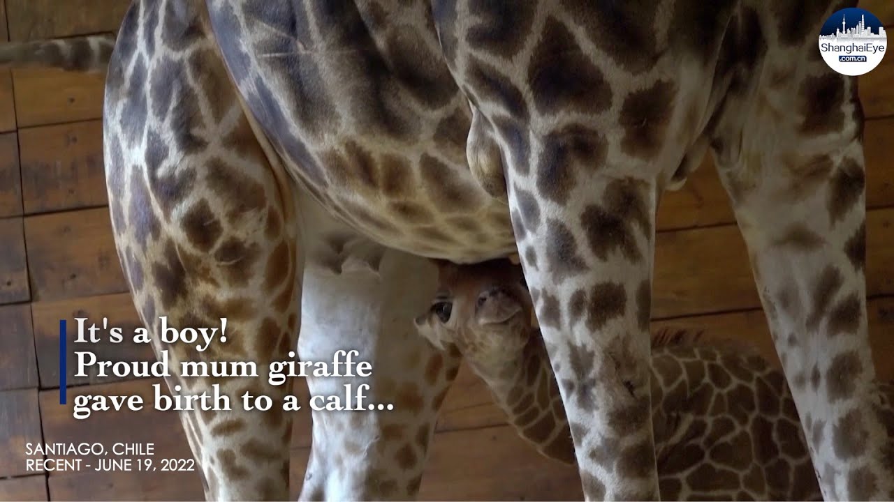 Videos capture FIRST moments of life of a baby giraffe born at Chile ...