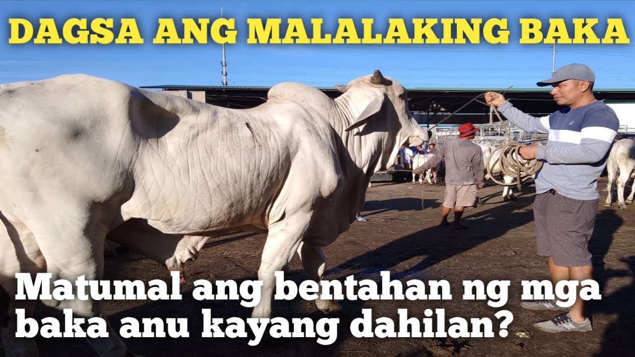 Mga Malalahing baka Dagsa ngayon sa Padre Garcia Batangas..kamusta ang ...