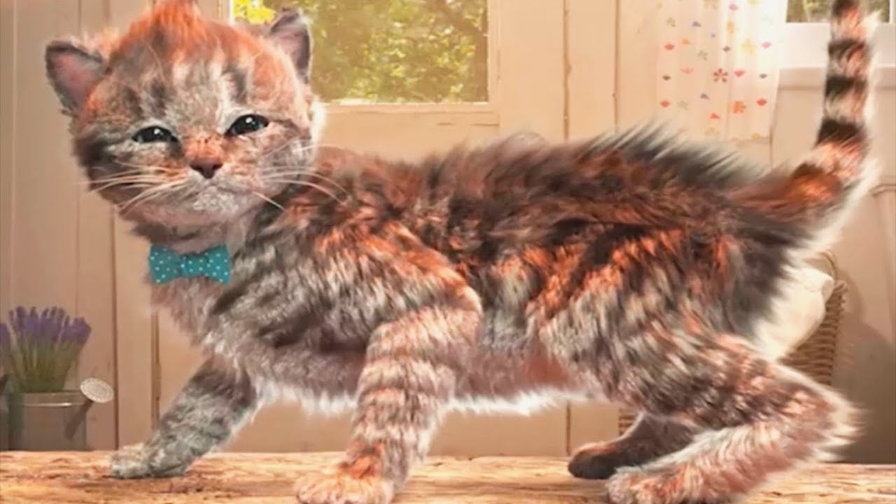 My Favorite Little Kitten Pet Care Kids Games - Play Fun Little Kitten ...