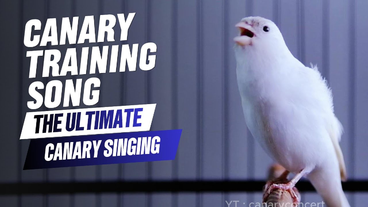 Canary singing birds sounds at its best | Melodies Canary bird song ...