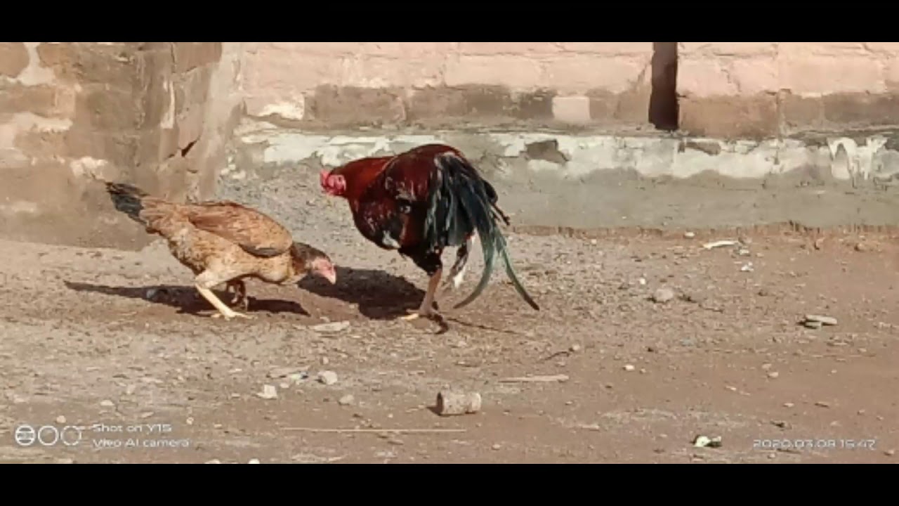 Best aseels pic... - YouTube