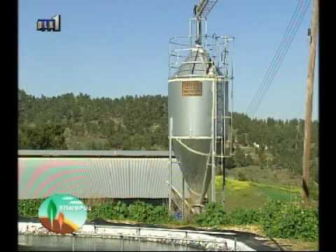 Εκτροφή κοτόπουλων - YouTube