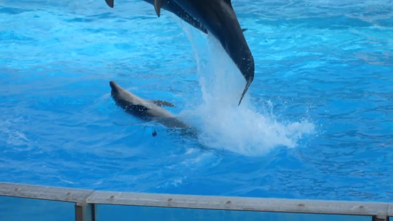zoo marine delfini - YouTube