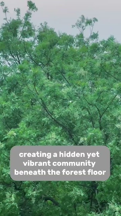 NATURE || TREE || 🌳 How do trees communicate with each other in a ...