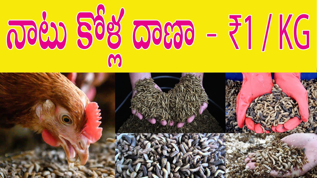 ₹1 ఖర్చుతో కోళ్లకు దాణా | BSF for chicken feed in Telugu # ...