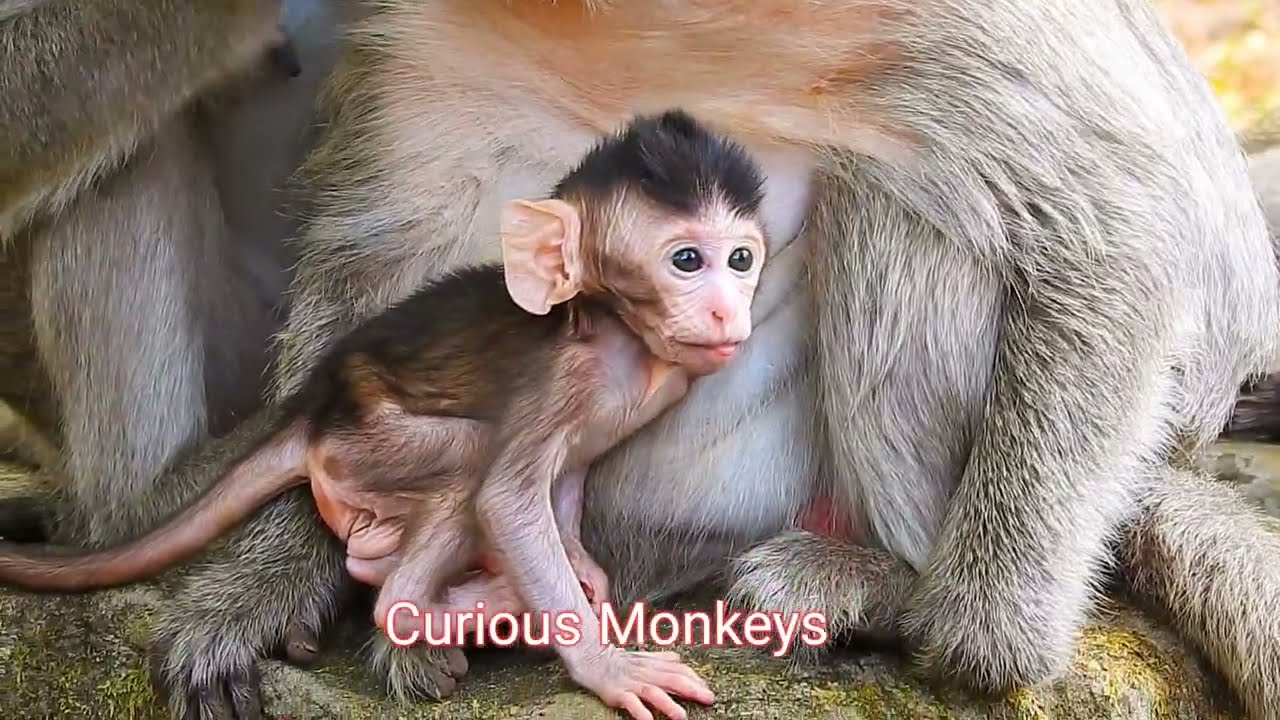 Baby Monkeys Are the Cutest Things Ever - YouTube