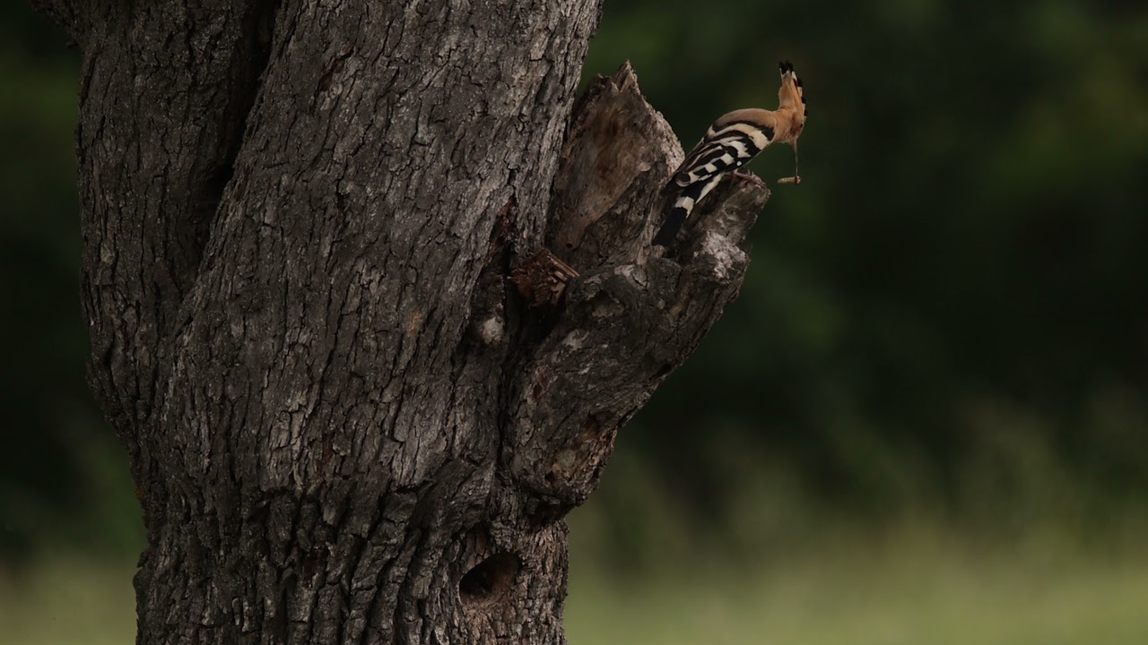 Hoopoe and her nest (Upupa epops), Pupeza. - YouTube