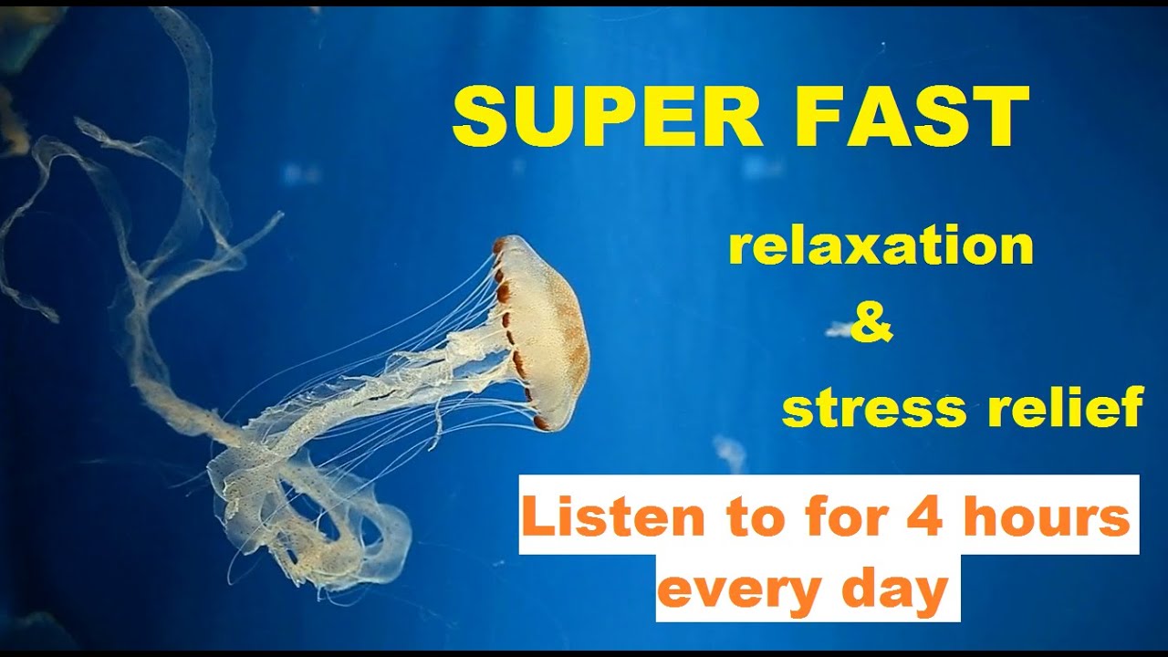 Jellyfish Music for Relaxation, Stress Relief and Deep Sleep - YouTube