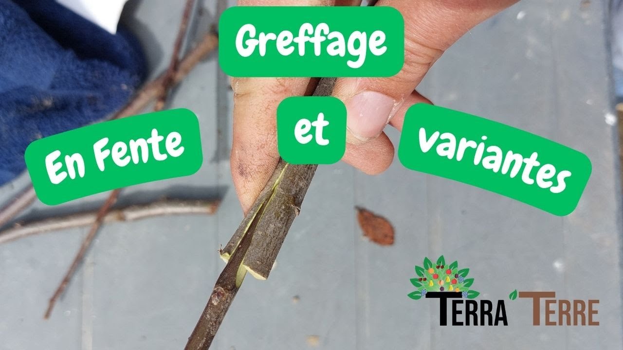 Greffe en Fente: Technique et variantes - YouTube