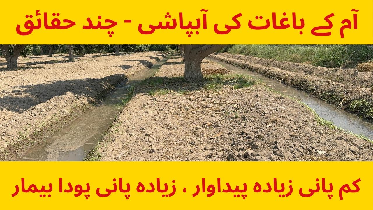 Mango Irrigation: Essential Facts for Thriving Trees - YouTube