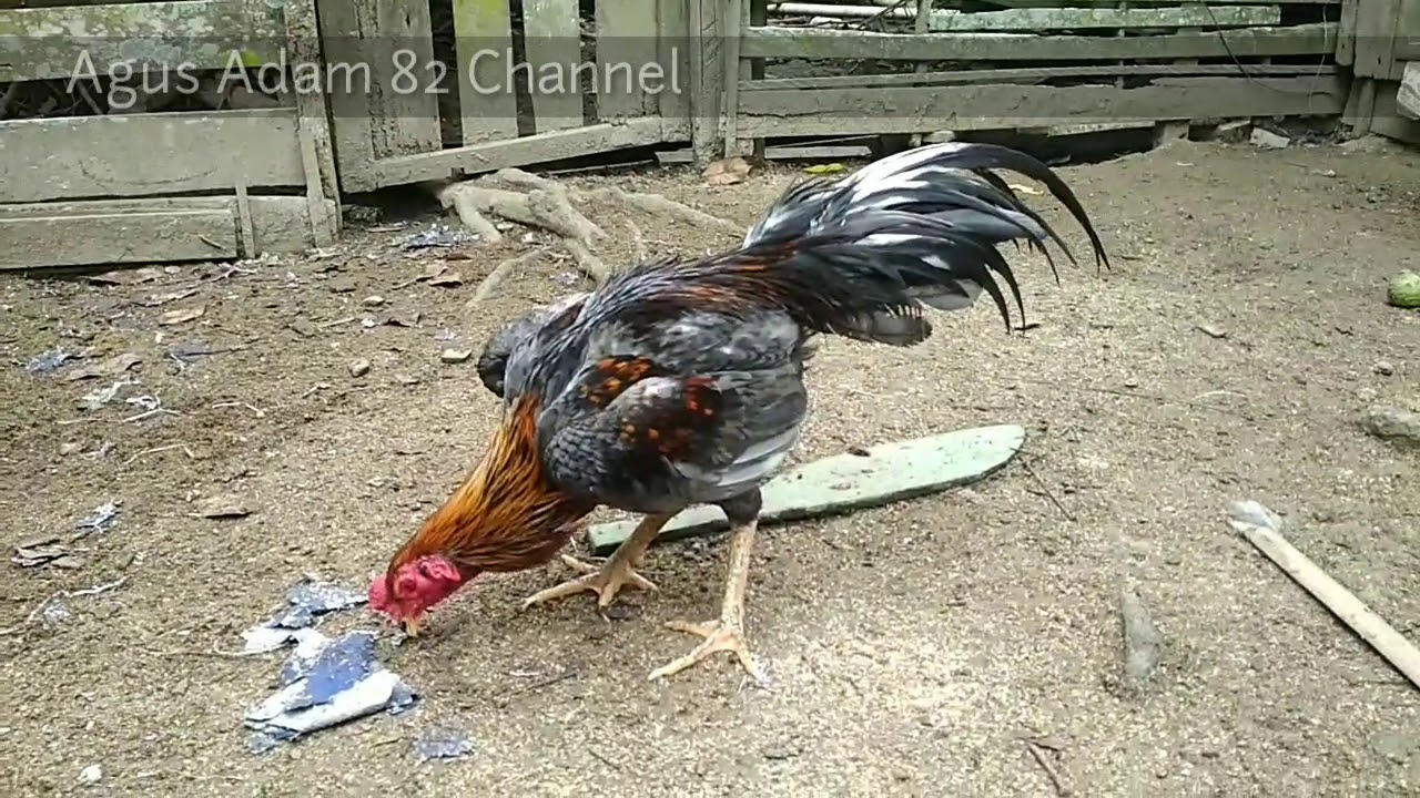 Tengok kandang ayam brewok milik Mbah Parni separi 1 - YouTube