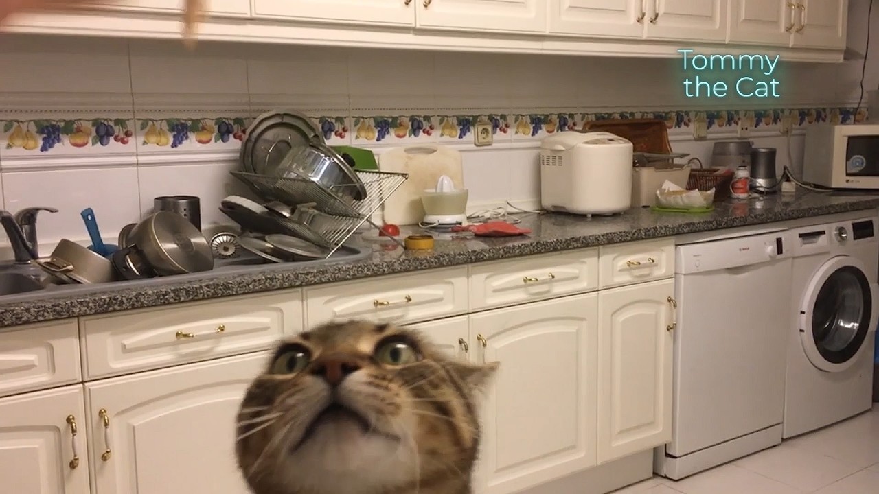 Cat realizes human is eating his favorite food. So he does something ...