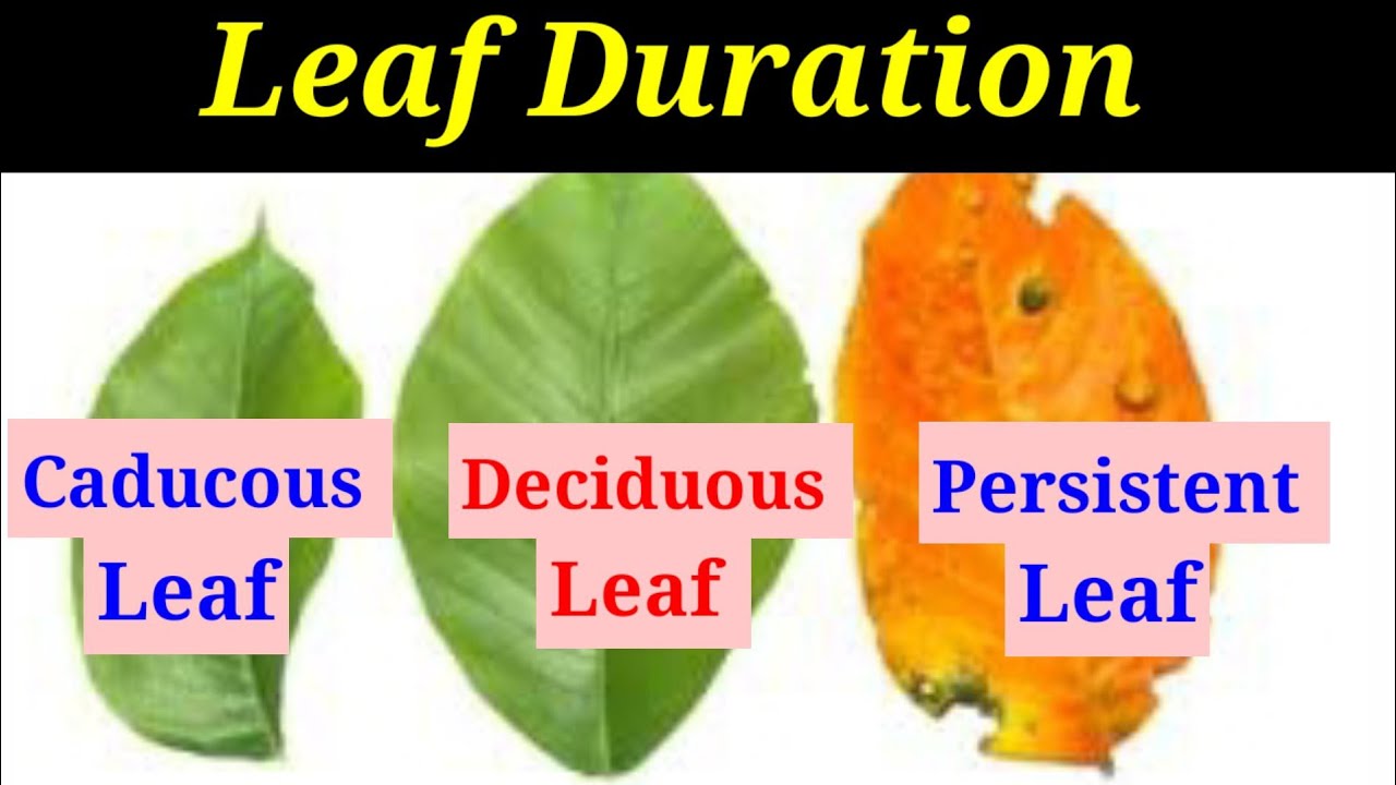 Leaf Duration (Lecture 4) In Hindi/Urdu. - YouTube