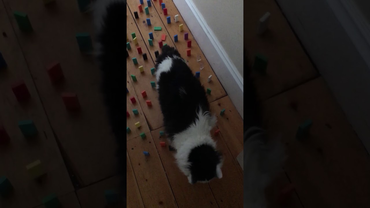 Part two cat vs obstacle course - YouTube