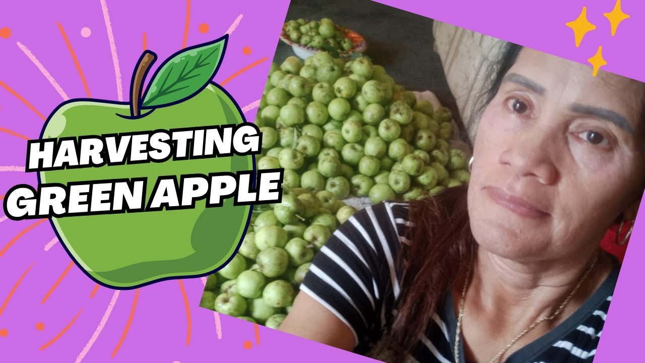 Harvesting Green Apple in the yard - YouTube