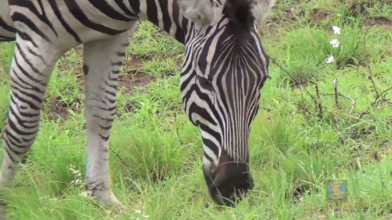 Grazing Zebra! - YouTube