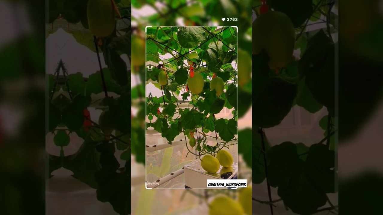 Update Melon Premium Hidroponik sistem Machida & Nft di usia 38 hst ...