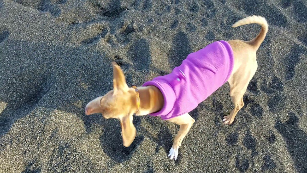 Bug n Bean on NorCal beach - YouTube