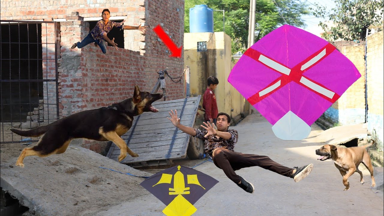 Kite Flying With New Dog 🐕 Buy - YouTube