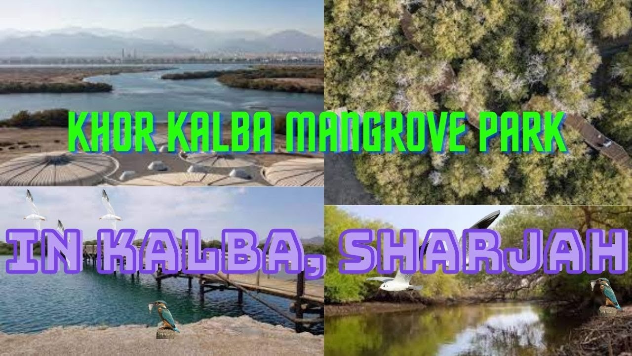 Khor Kalba Mangrove Park - YouTube