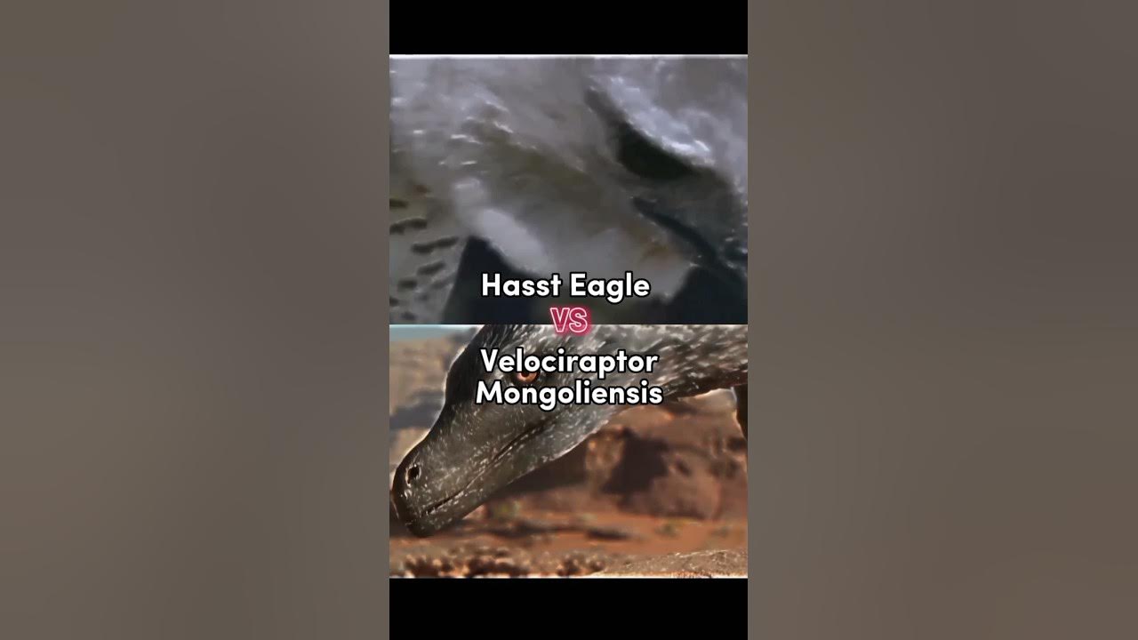 Velociraptor🐓 Vs Hasst Eagle🦅 Edit 1vs1 Vs Dinosaur Whoisstronger