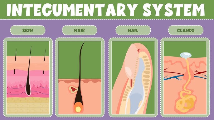 Integumentary System Function Integumentary System, What It Is,