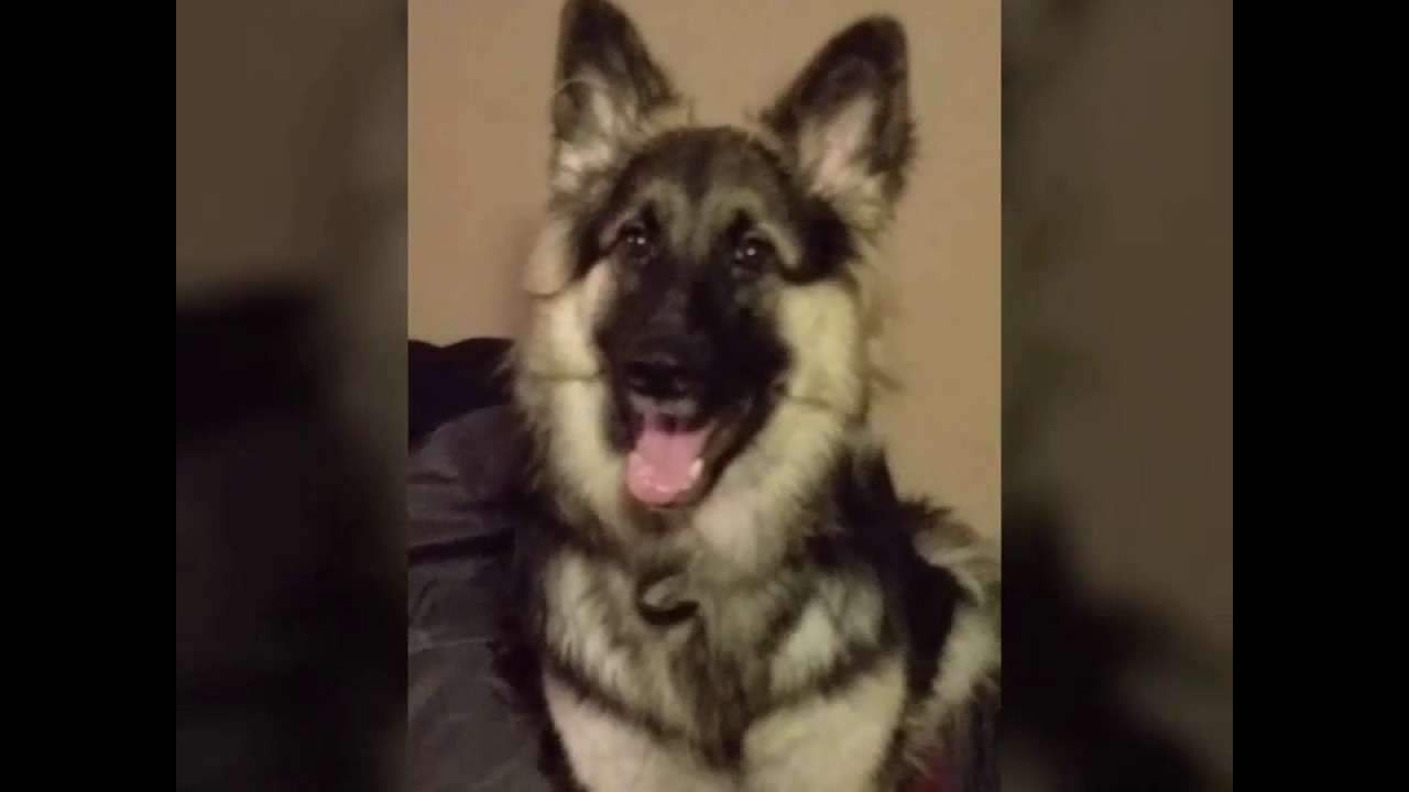 Confused dog look - YouTube