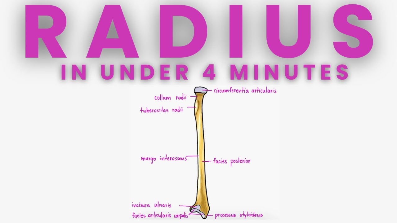 Radius Anatomy in Under 4 Minutes - YouTube