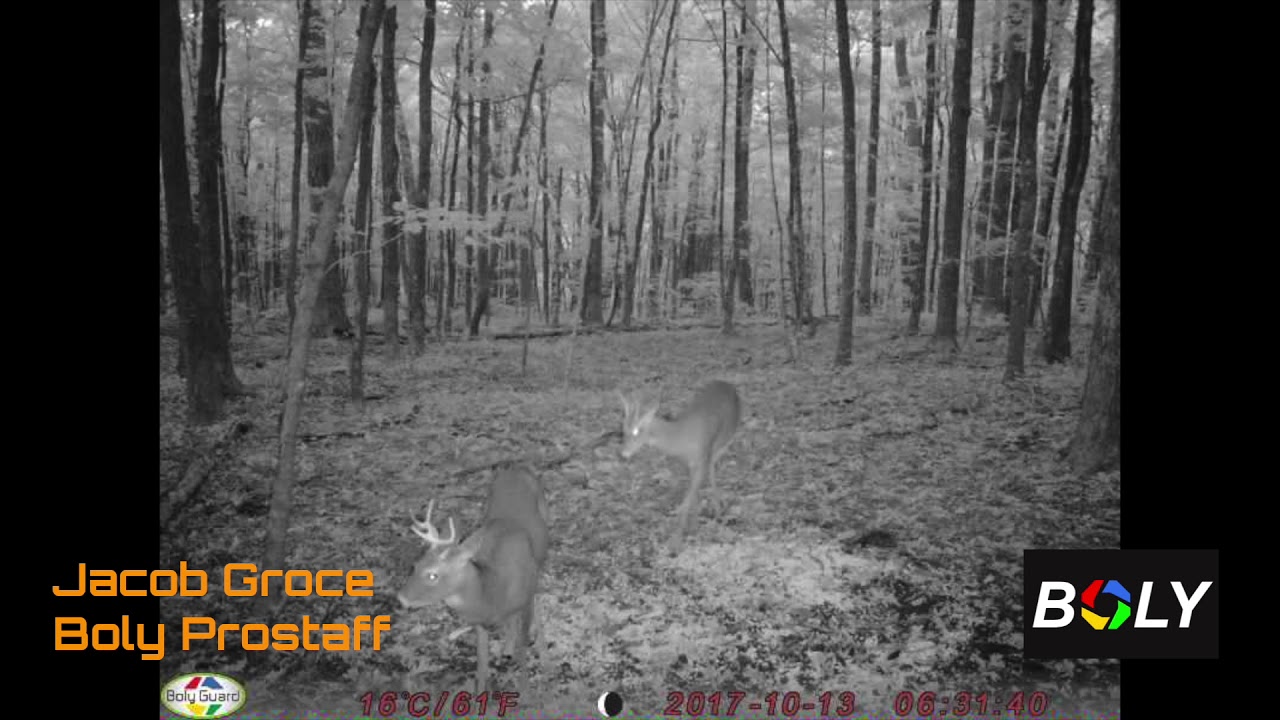 Trail Camera Shots from Tennessee by Jacob Groce 2018 - YouTube