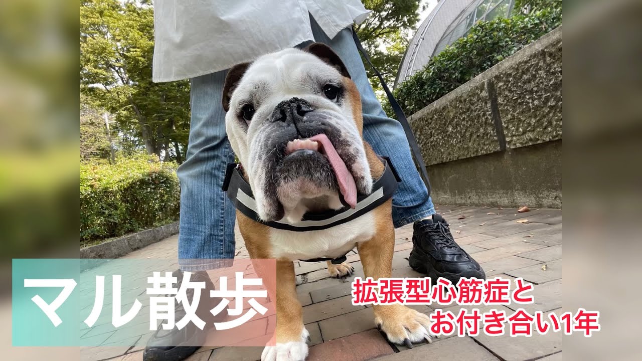 マル散歩！終盤およだつららーマンにつき閲覧注意です【ブルドッグ マルクスbulldog MARX 拡張型心筋症dilated ...