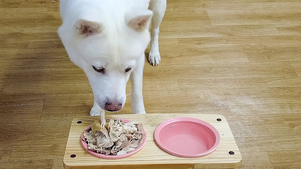 복실이도 말복 복땜 했어요 Jindo Dog(Boksil) Chicken MUKBANG - YouTube